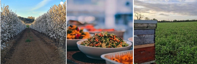 donnelly fresh. fresh produce and fresh ideas